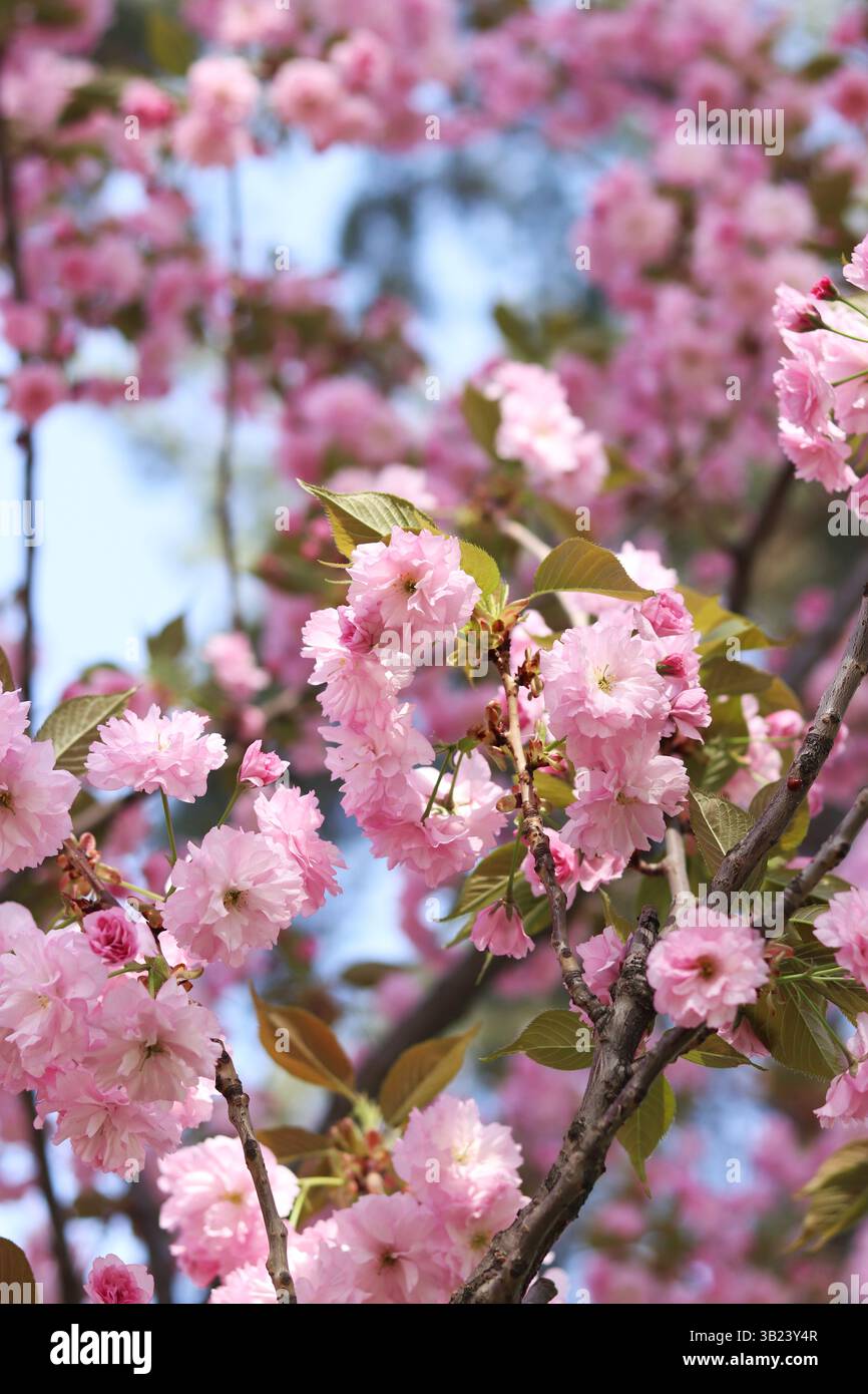 Sakura in full bloom. Beautiful pink sakura flowers with soft focus ...