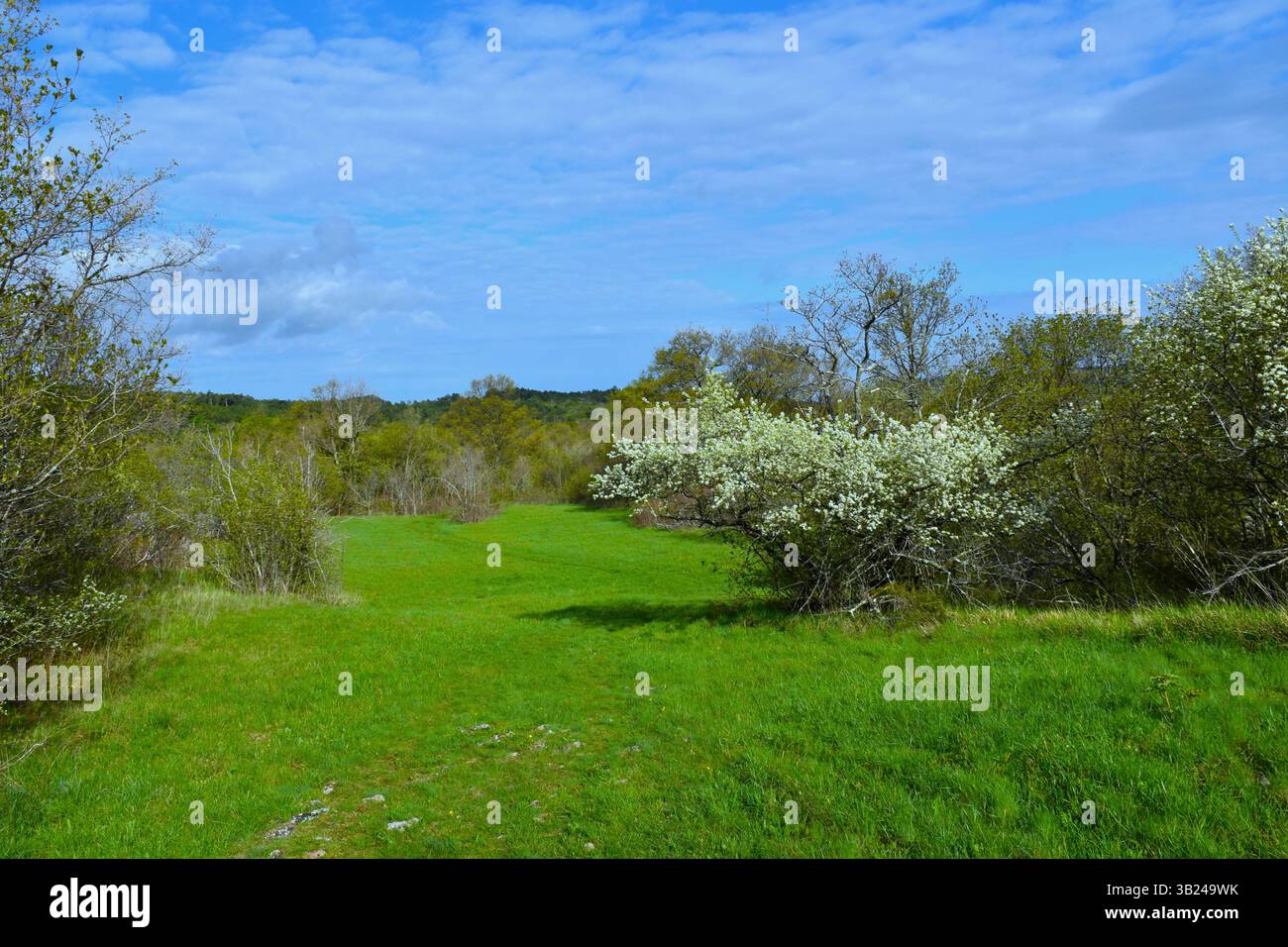 Beautiful green meadow in spring with white blooming bush at Kras ...