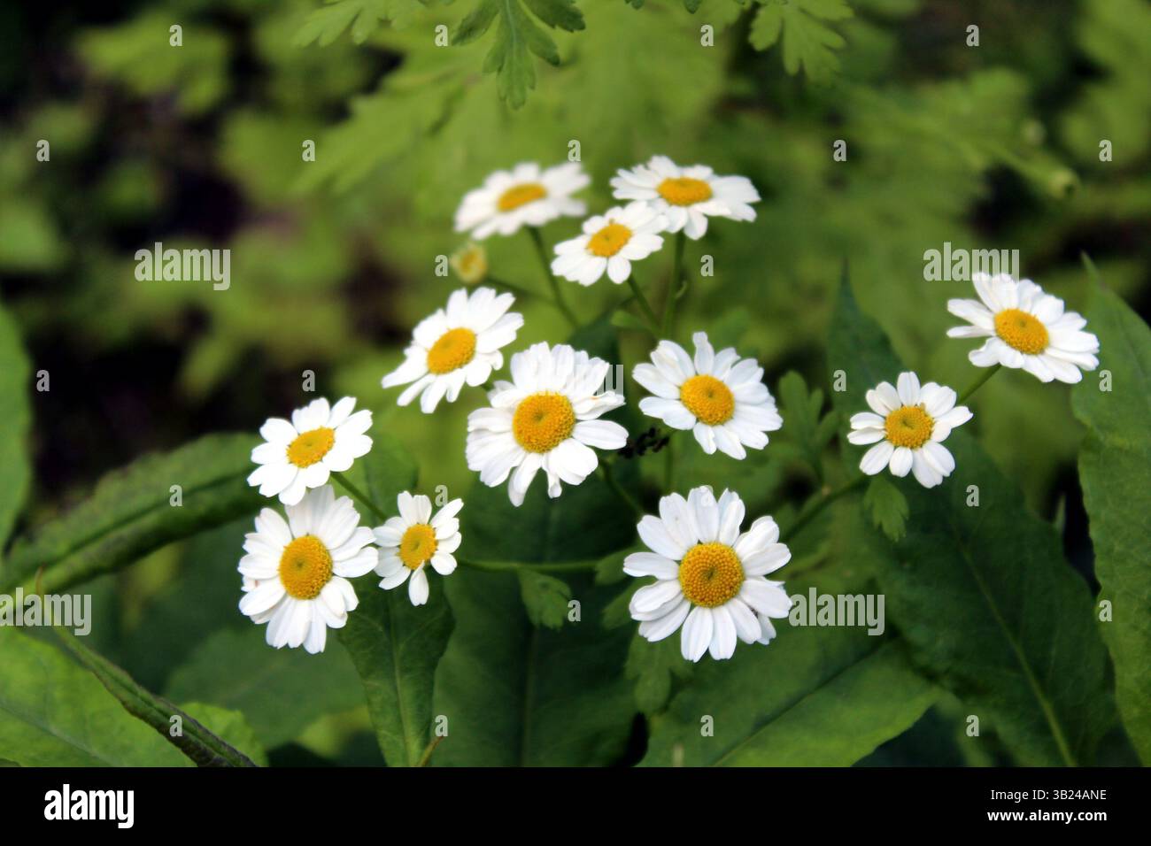Tanacetum parthenium or White Daisy Side View Background Stock Photo ...