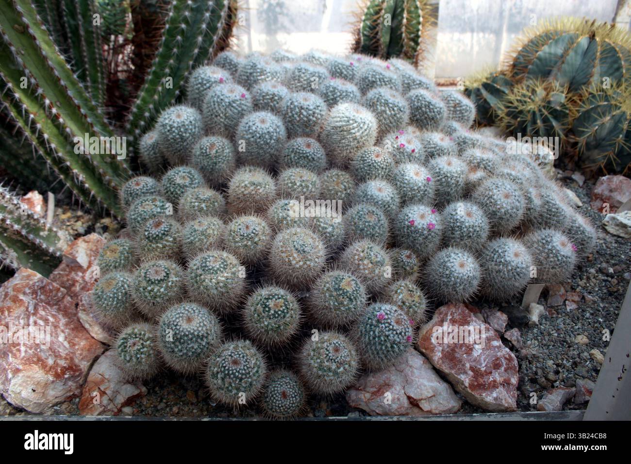 Mammillaria Geminispina Cactus with White Spines Stock Photo - Alamy