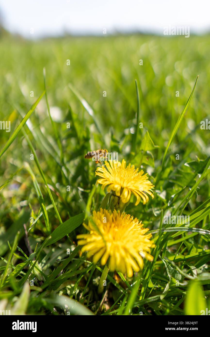 Pollination behavior hi-res stock photography and images - Alamy