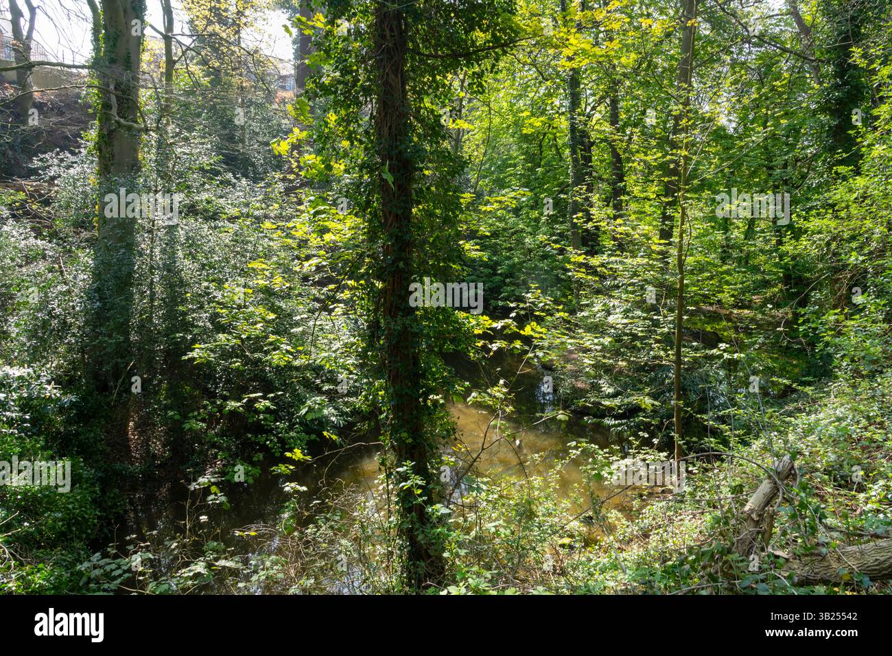 Woodland walk at lymm cheshire england hi-res stock photography and ...