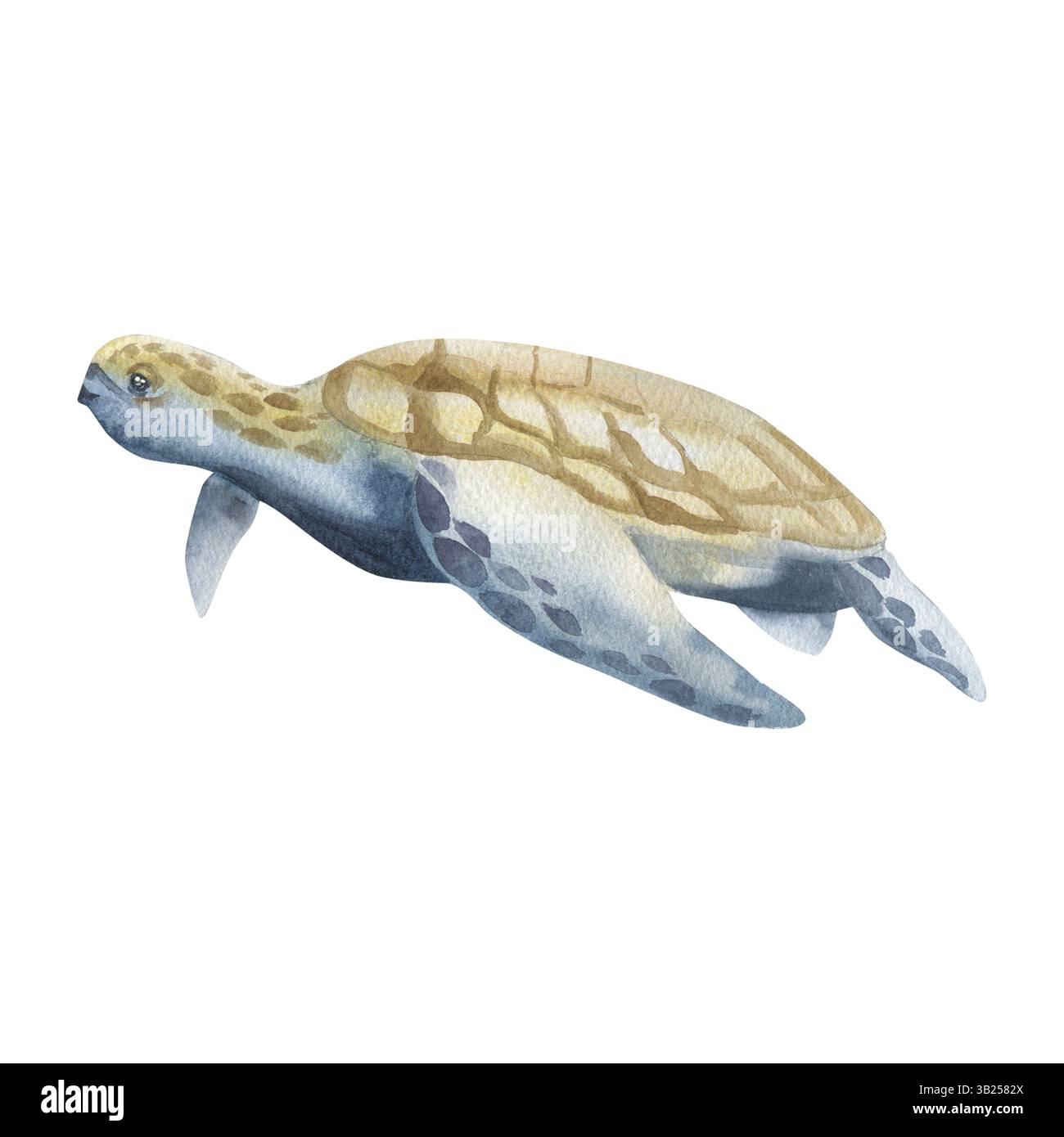 Turtle deep sea creature watercolor monochrome illustration. Hand drawn ...