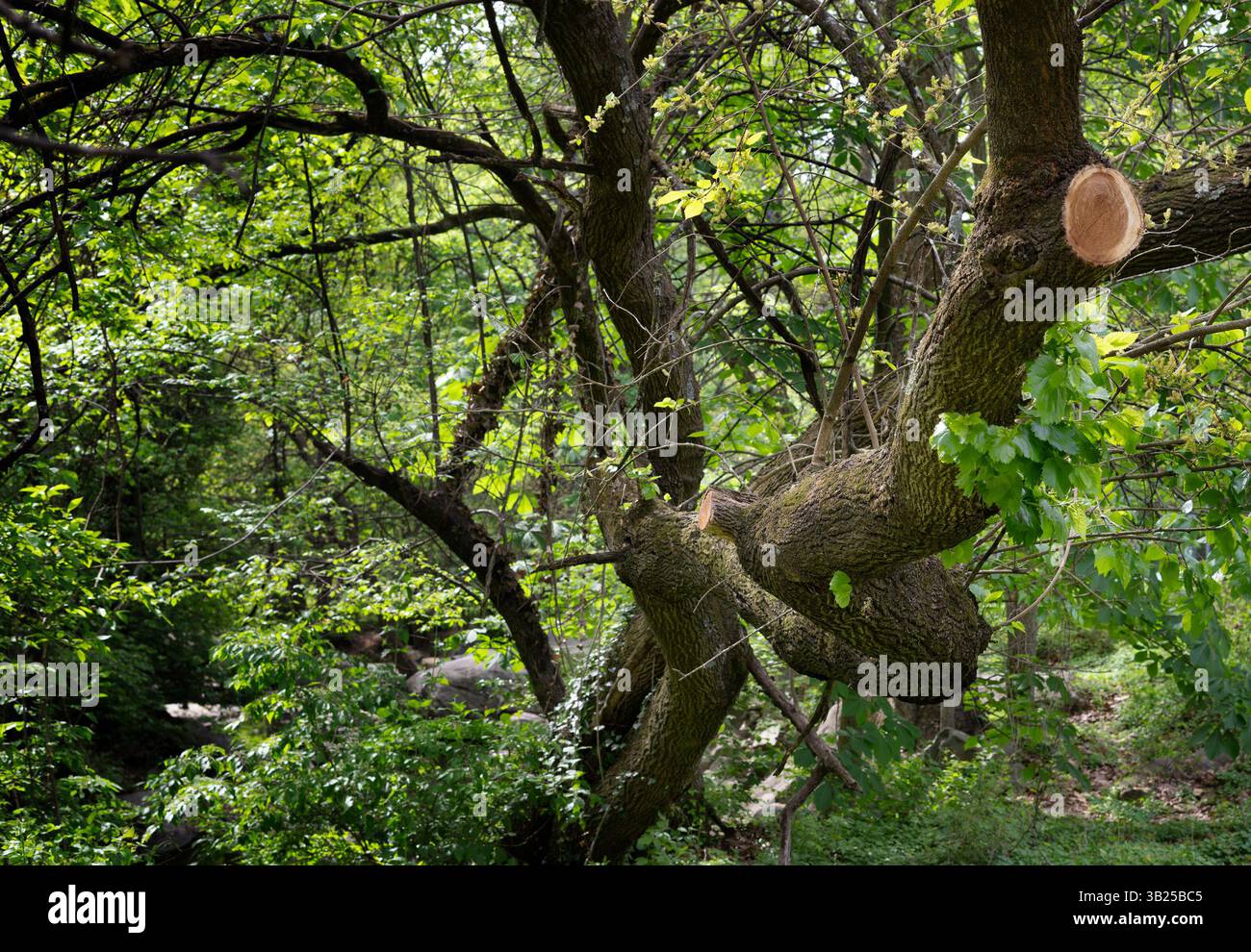 Deep in the heart of thec forest Stock Photo - Alamy