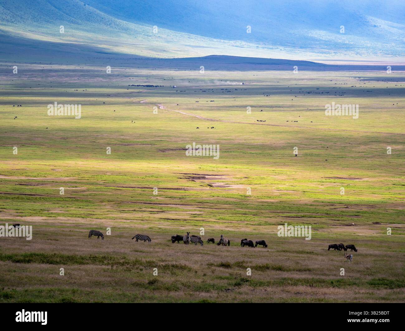Ngorongoro landscape with zebra and blue wildebeest herd. The Ngorongo ...