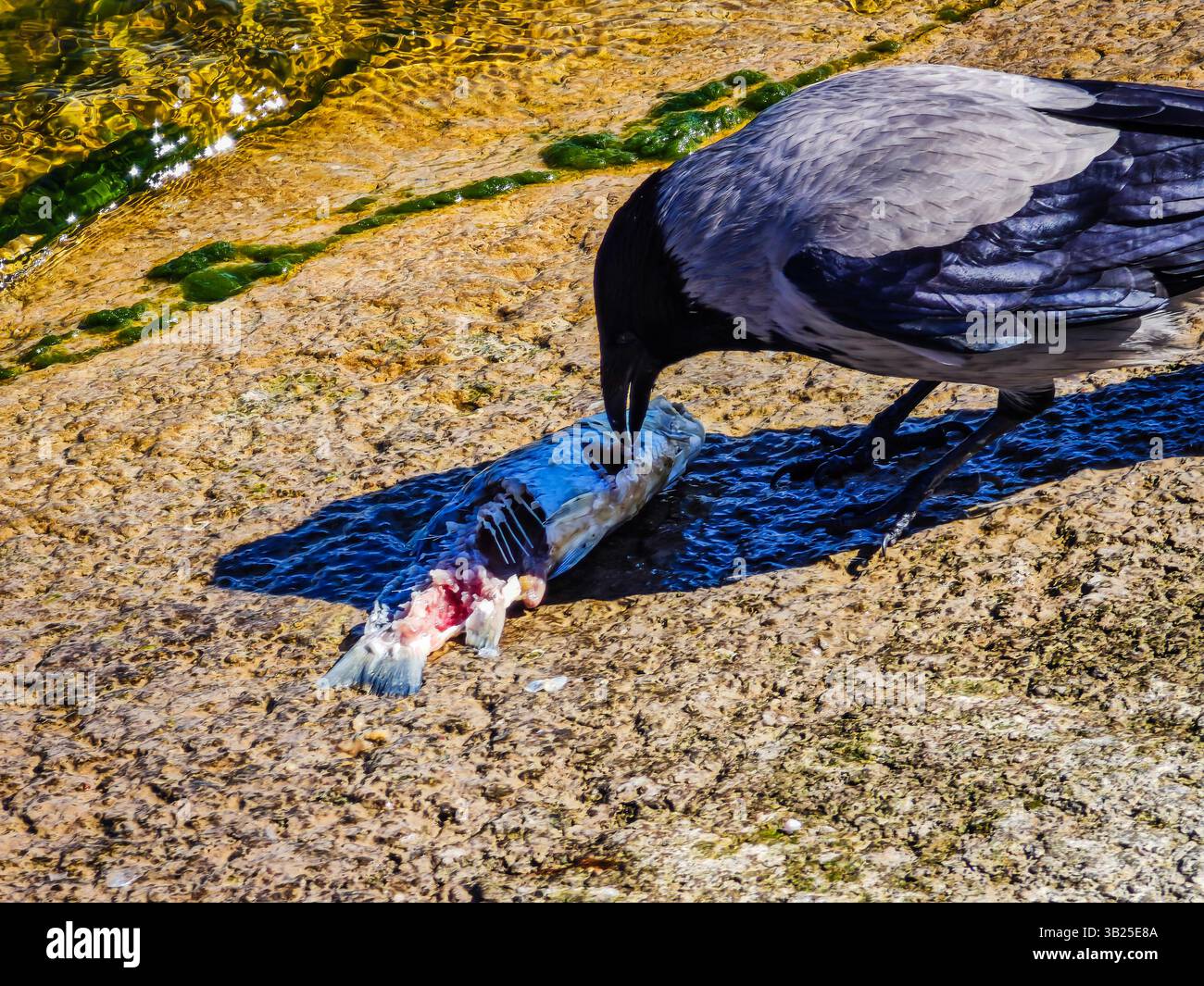 Massive fish death hi-res stock photography and images - Alamy