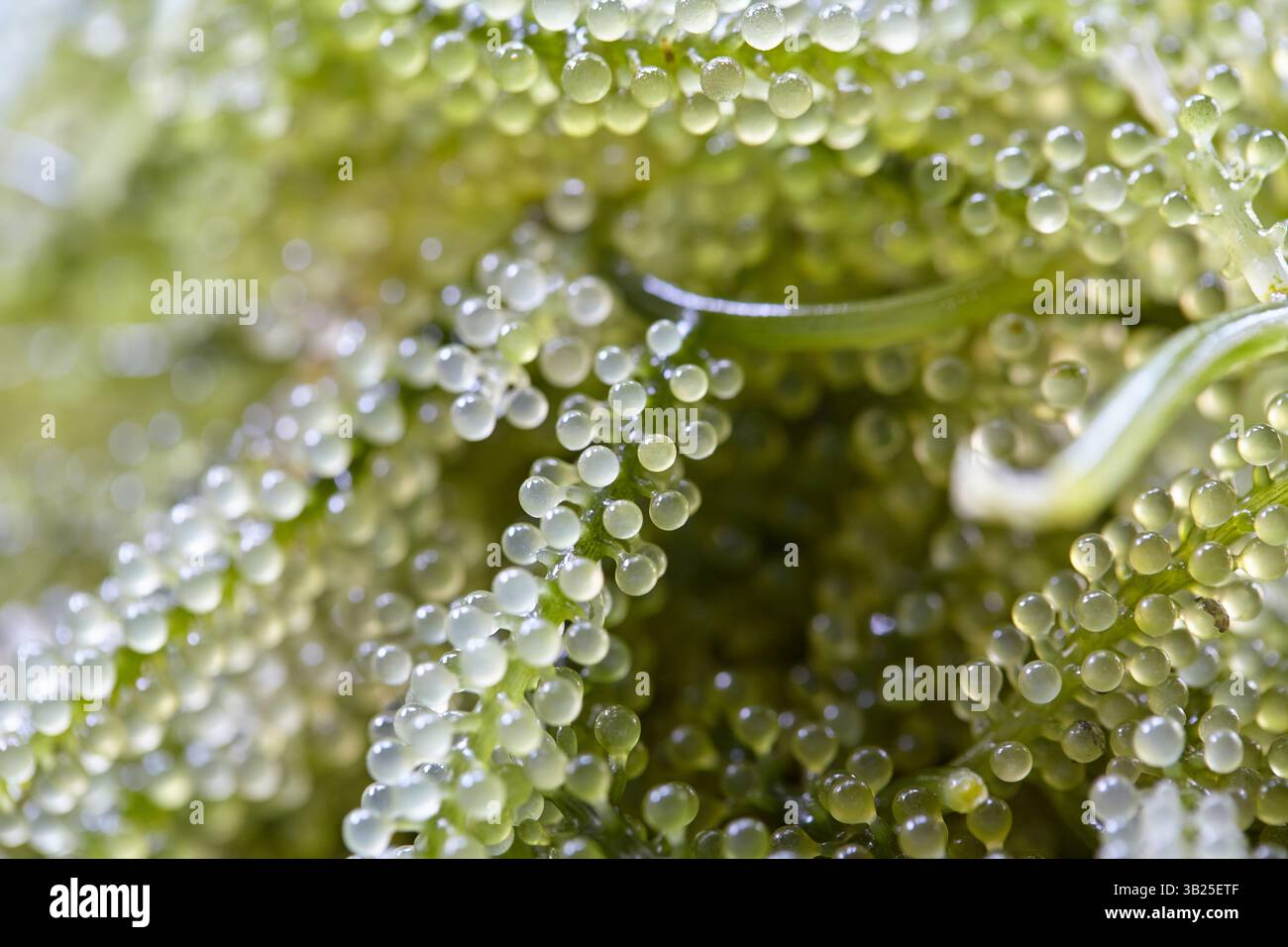 Caulerpa lentillifera hi-res stock photography and images - Alamy