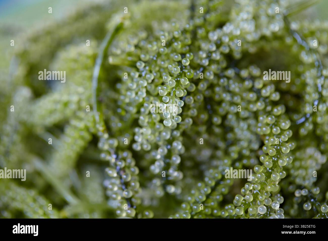 Caulerpa lentillifera hi-res stock photography and images - Alamy
