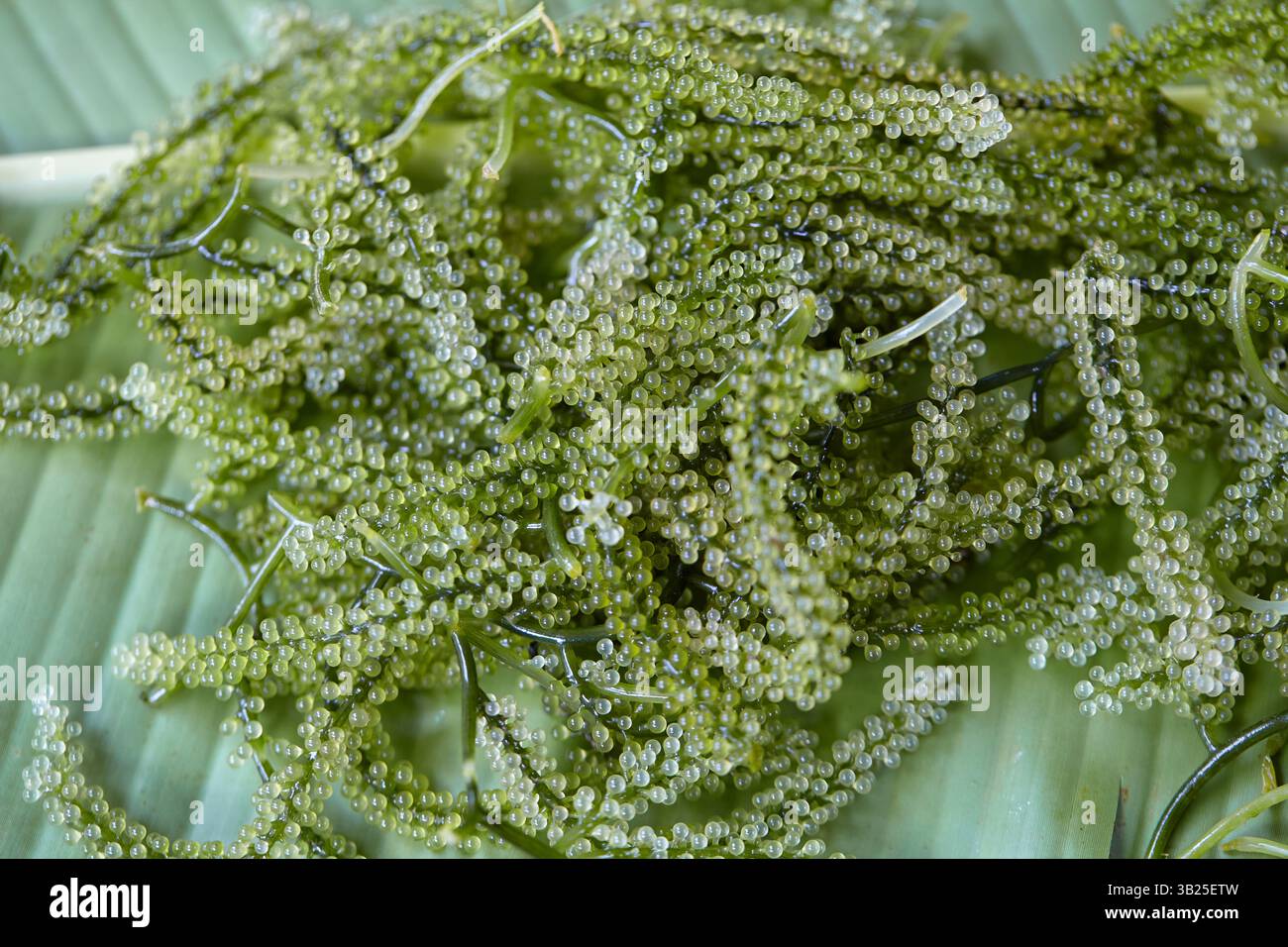 Caulerpa lentillifera hi-res stock photography and images - Alamy