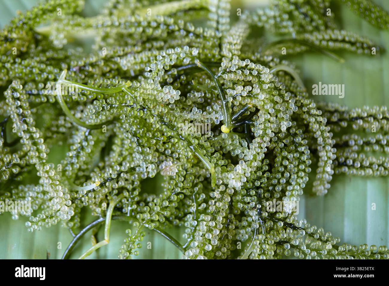 Caulerpa lentillifera hi-res stock photography and images - Alamy