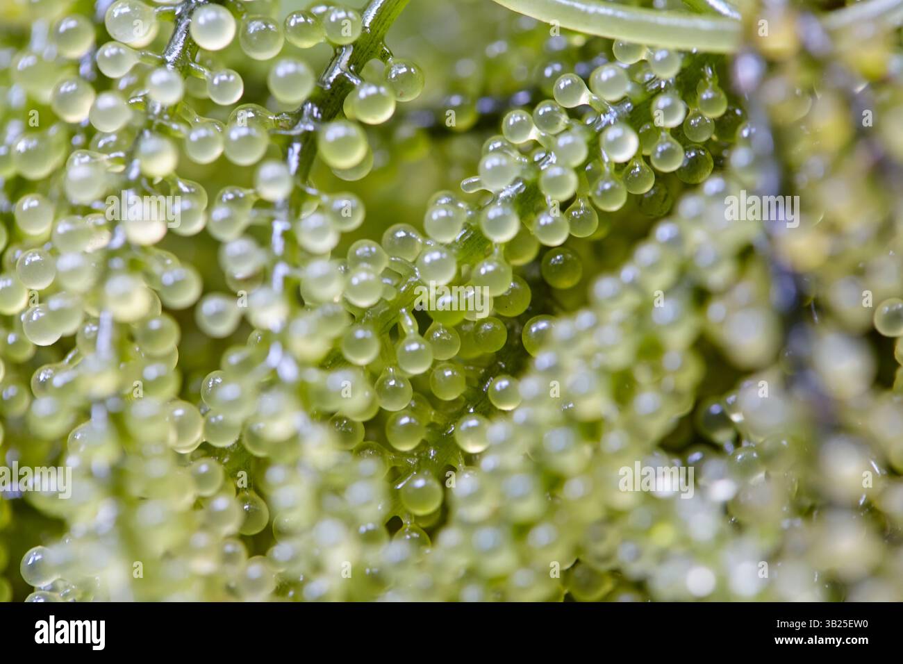 Caulerpa lentillifera hi-res stock photography and images - Alamy