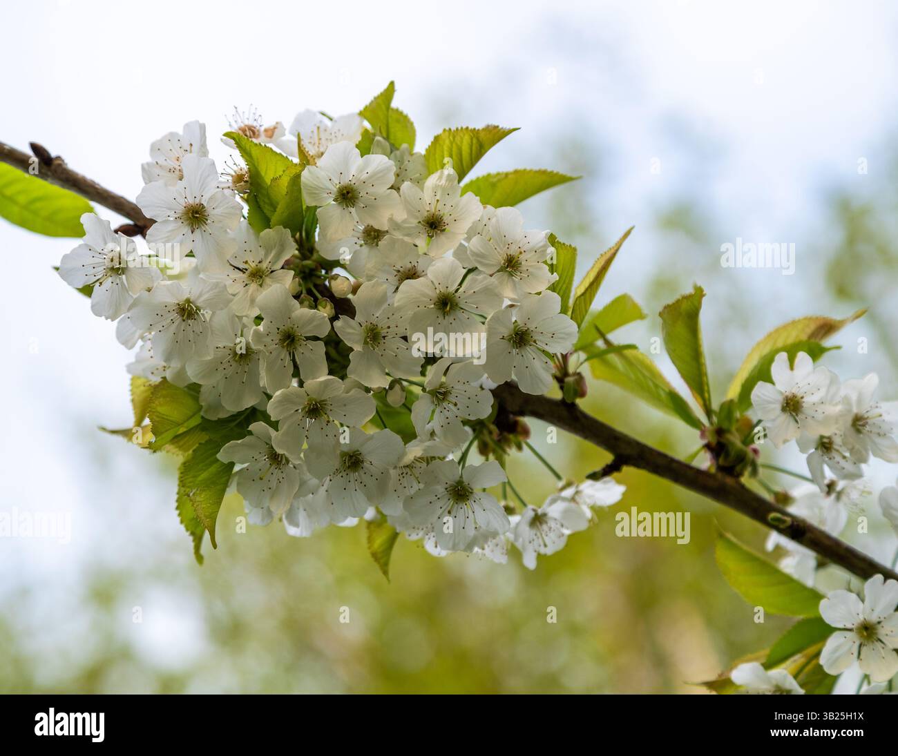Conference pear blossom. Rose Cottage Garden Stock Photo - Alamy