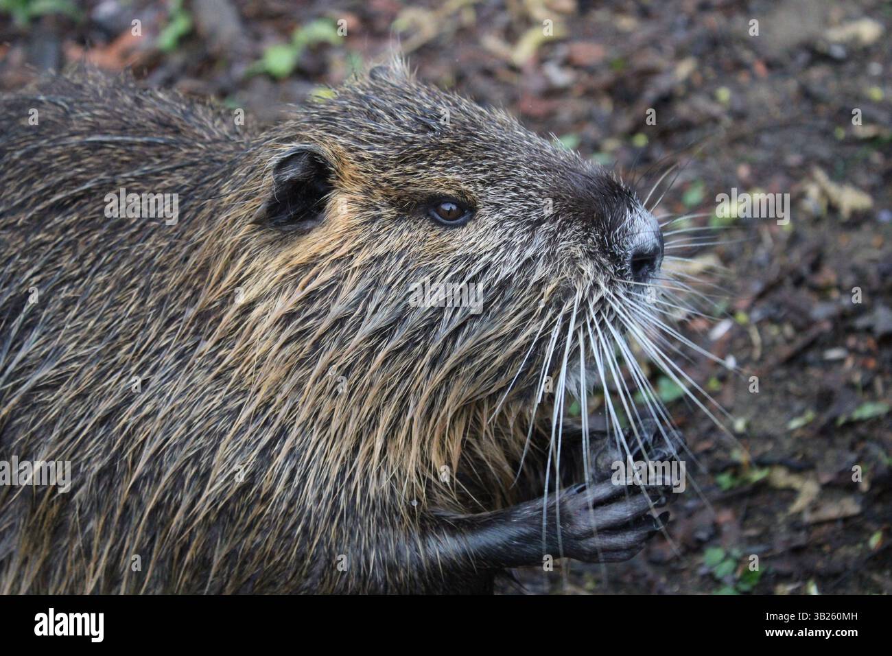 Nutria prague hi-res stock photography and images - Alamy