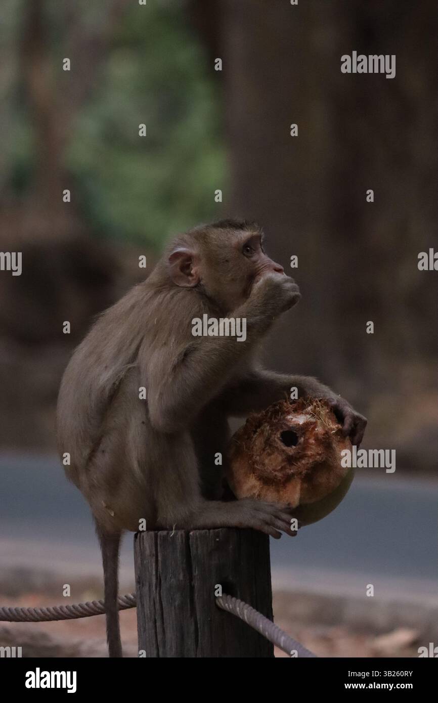 Macaque Eating in Angor Wat Stock Photo - Alamy