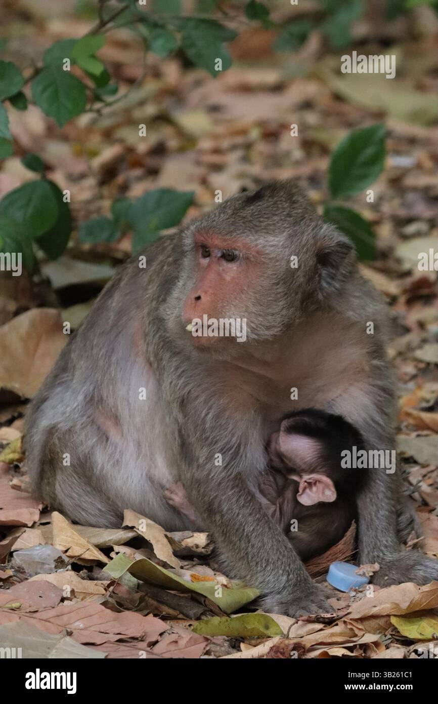 Baby monkey holding onto mother hi-res stock photography and images - Alamy