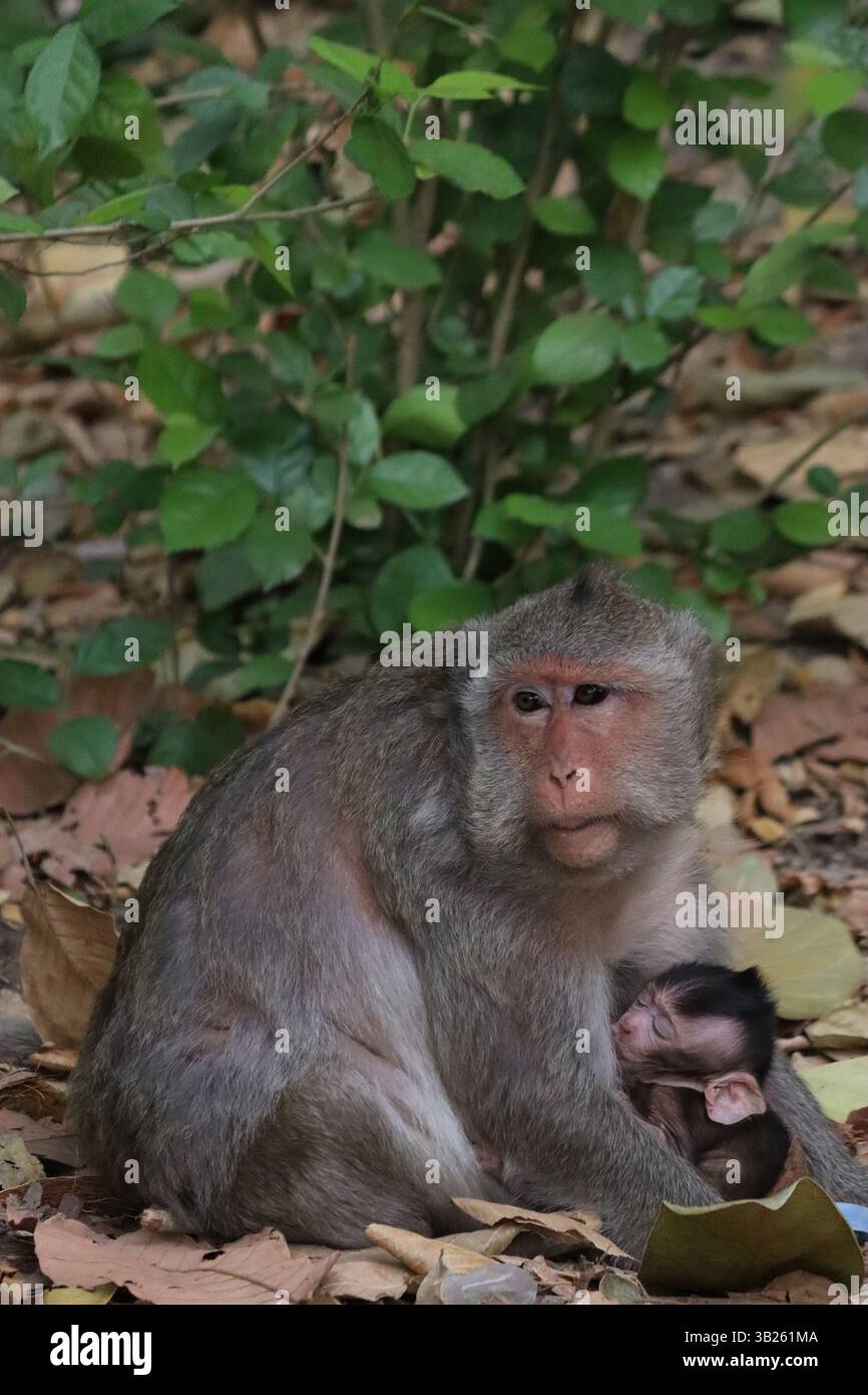 Baby macaque held by its mother hi-res stock photography and images - Alamy