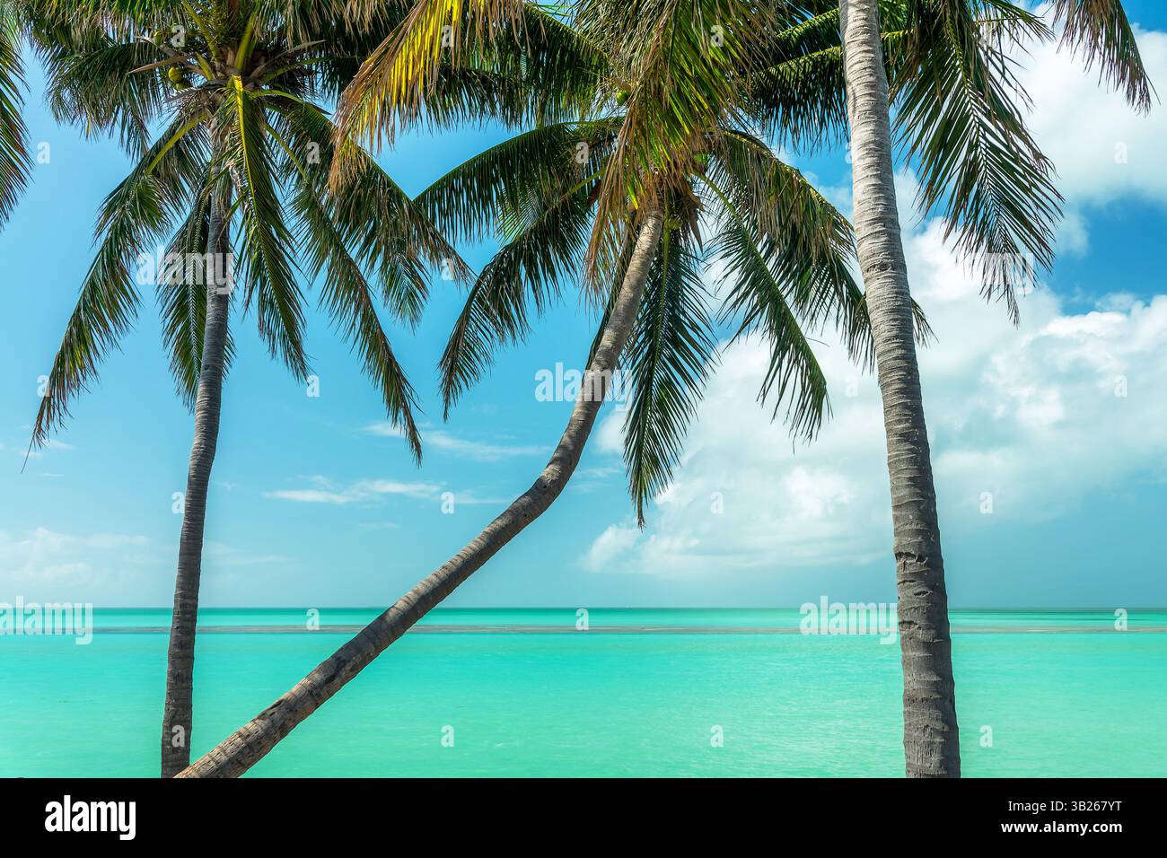 Three palm trees and caribbean sea, Islamorada scenic landscape ...
