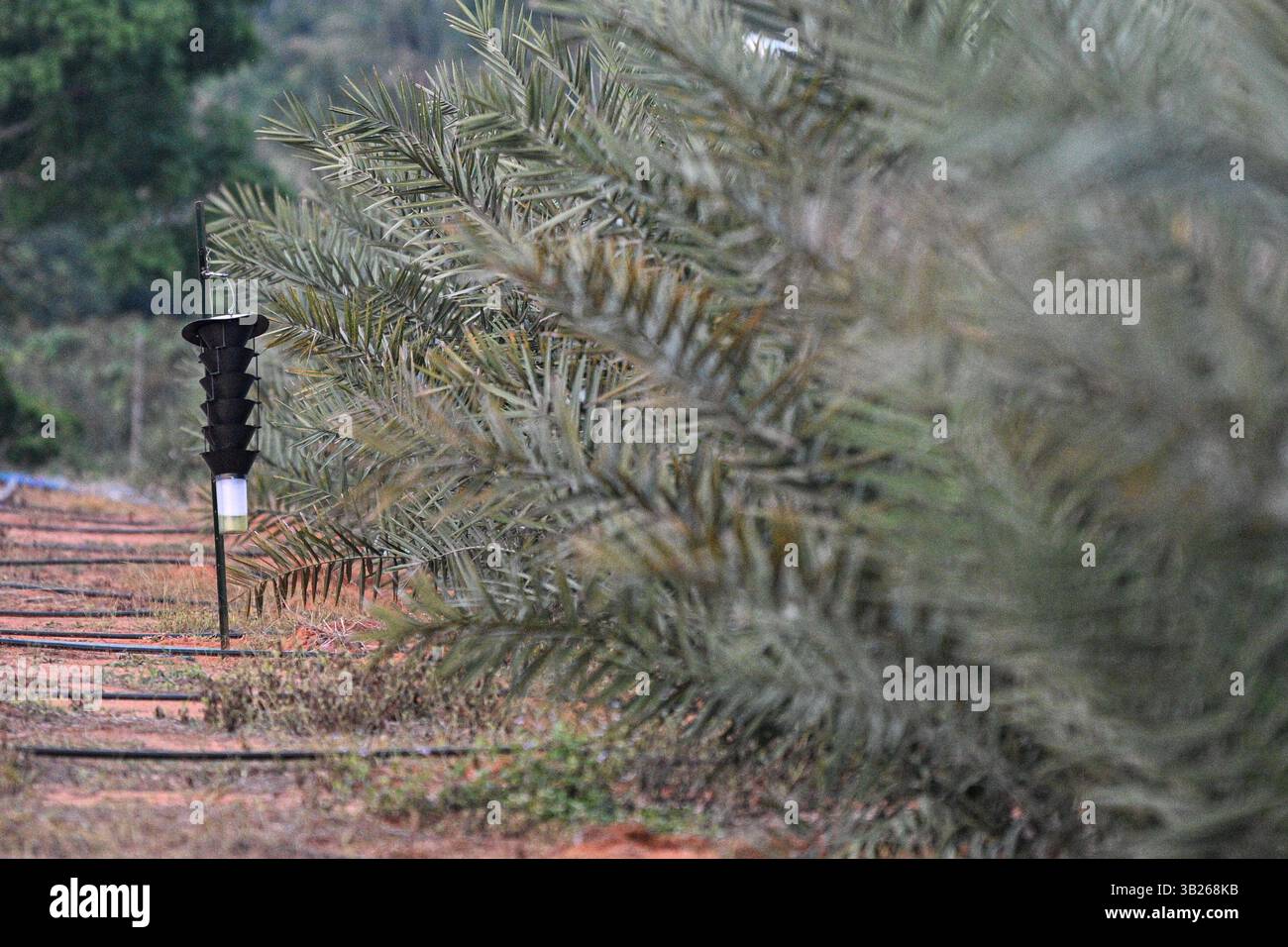 (250427) -- HAIKOU, April 27, 2025 (Xinhua) -- A trap for red palm ...