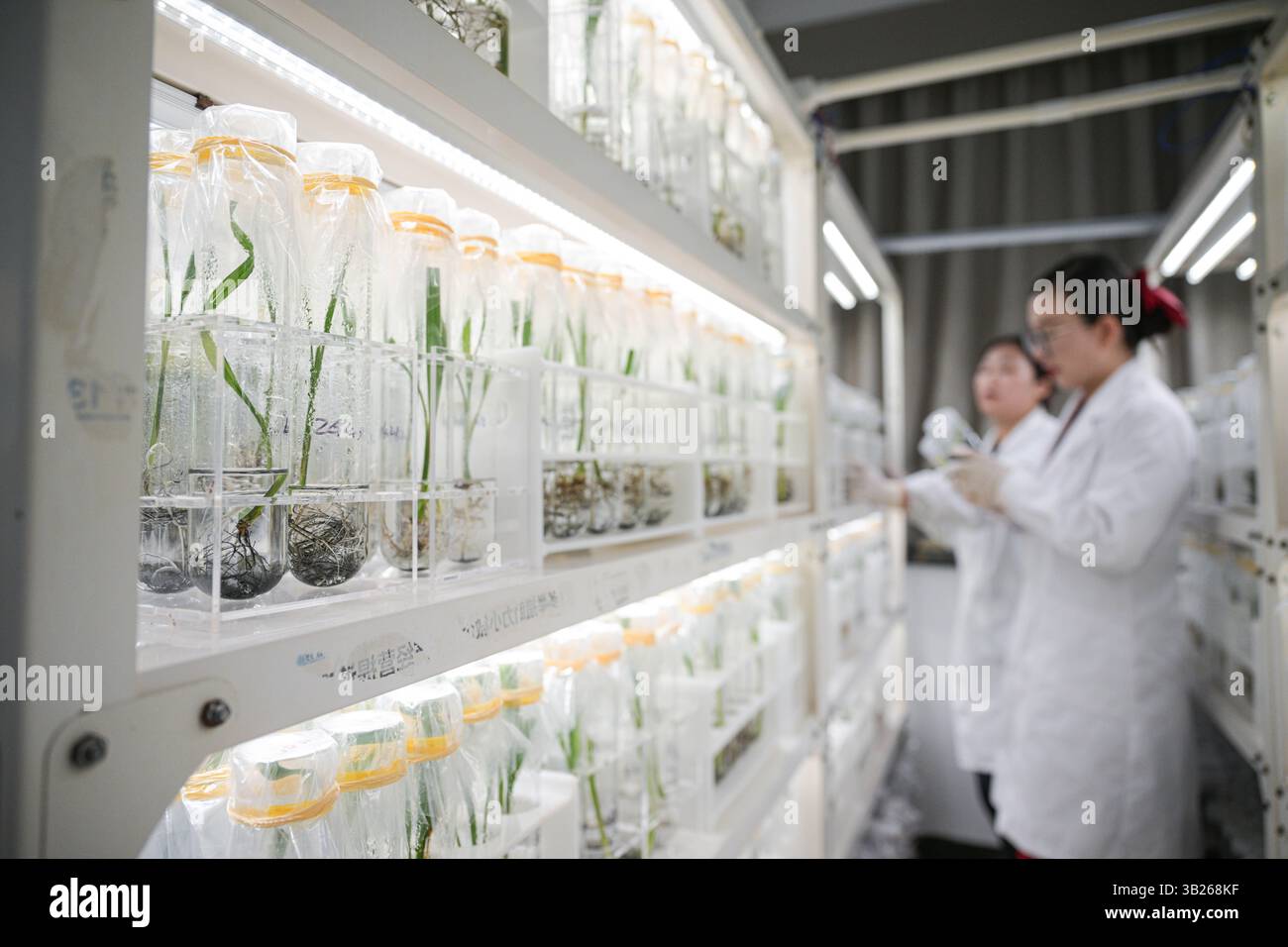 (250427) -- HAIKOU, April 27, 2025 (Xinhua) -- This photo shows date ...