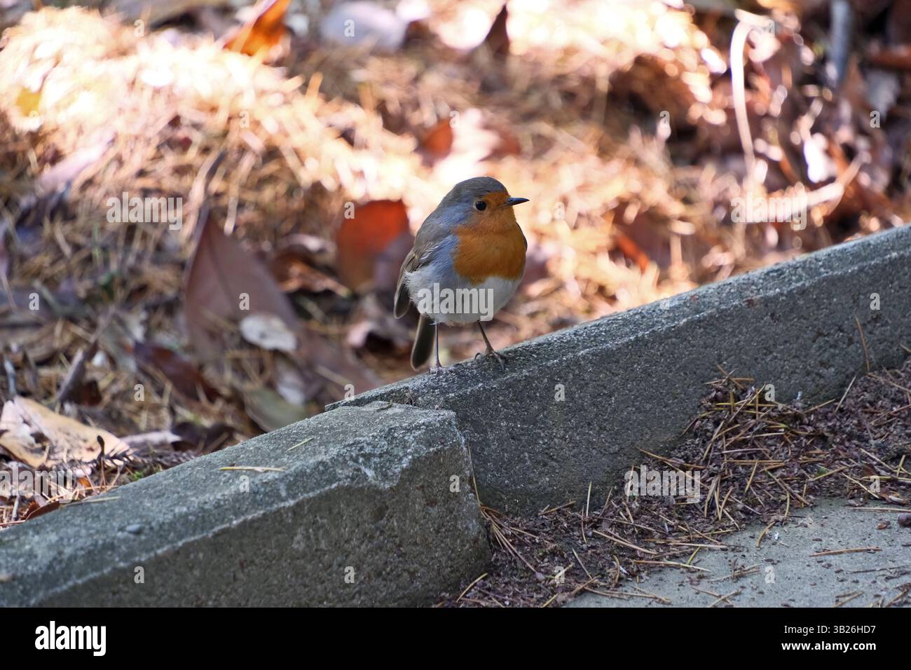 A robin (Erithacus rubecula) in a park. Robin on a concrete slab in the park, closeup of photo ...
