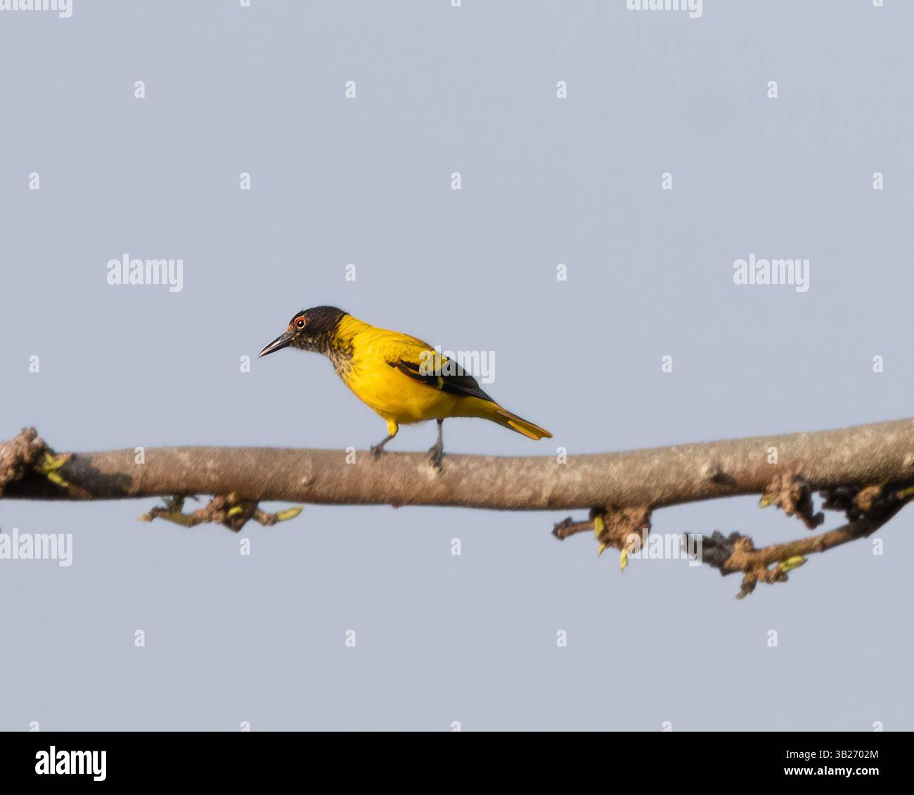 A black-hooded oriole in Sri Lanka Stock Photo - Alamy