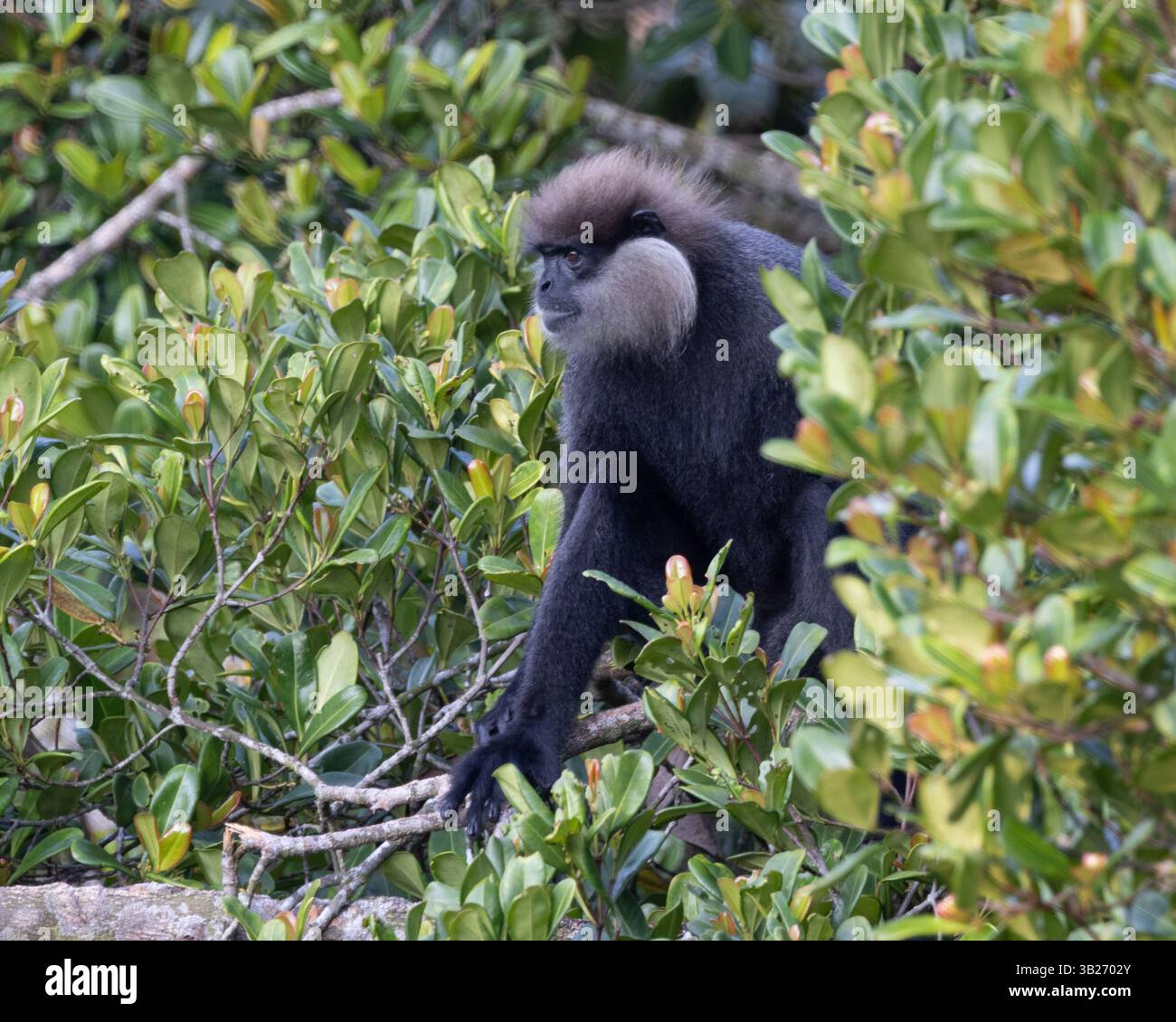 Purple-faced langur monkeys in Sri Lanka Stock Photo - Alamy