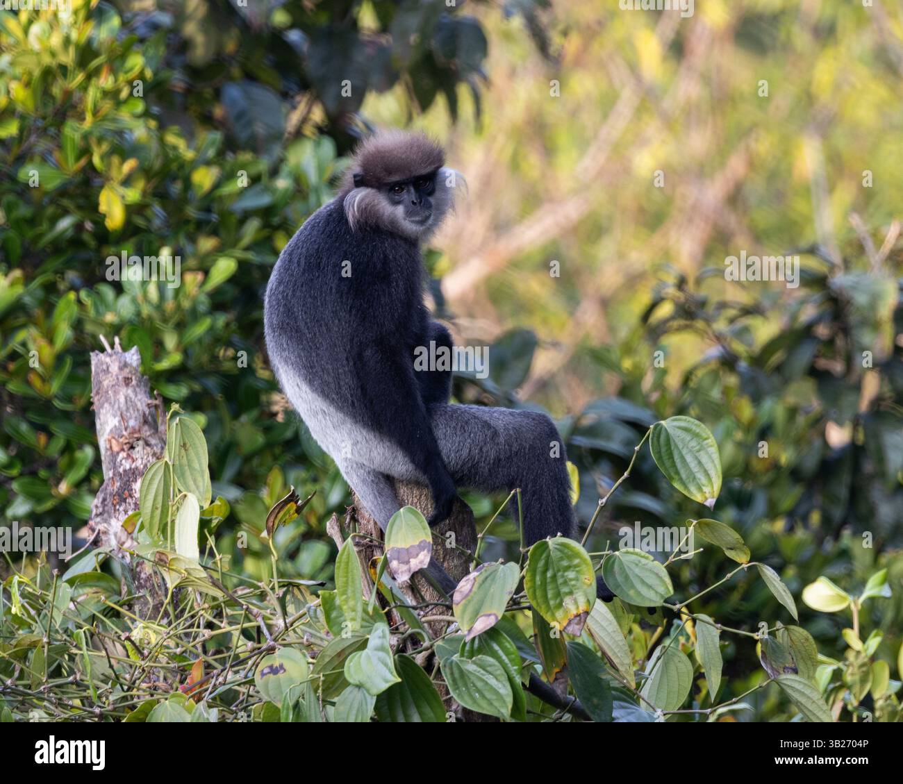 Purple-faced langur monkeys in Sri Lanka Stock Photo - Alamy