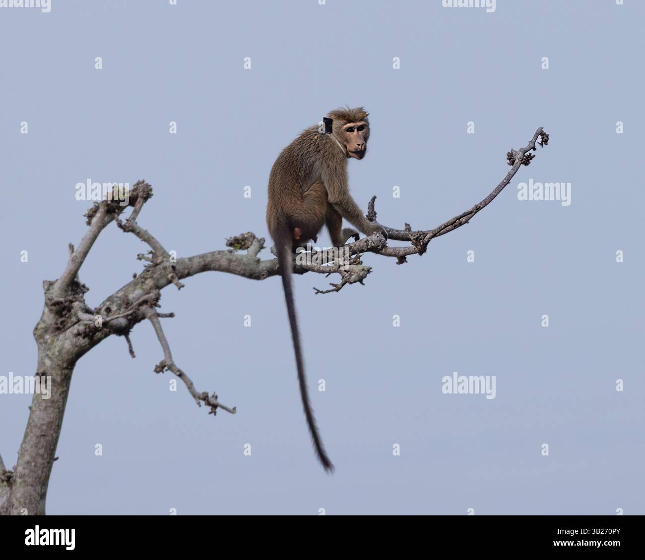 A toque macaque monkey in Sri Lanka Stock Photo - Alamy
