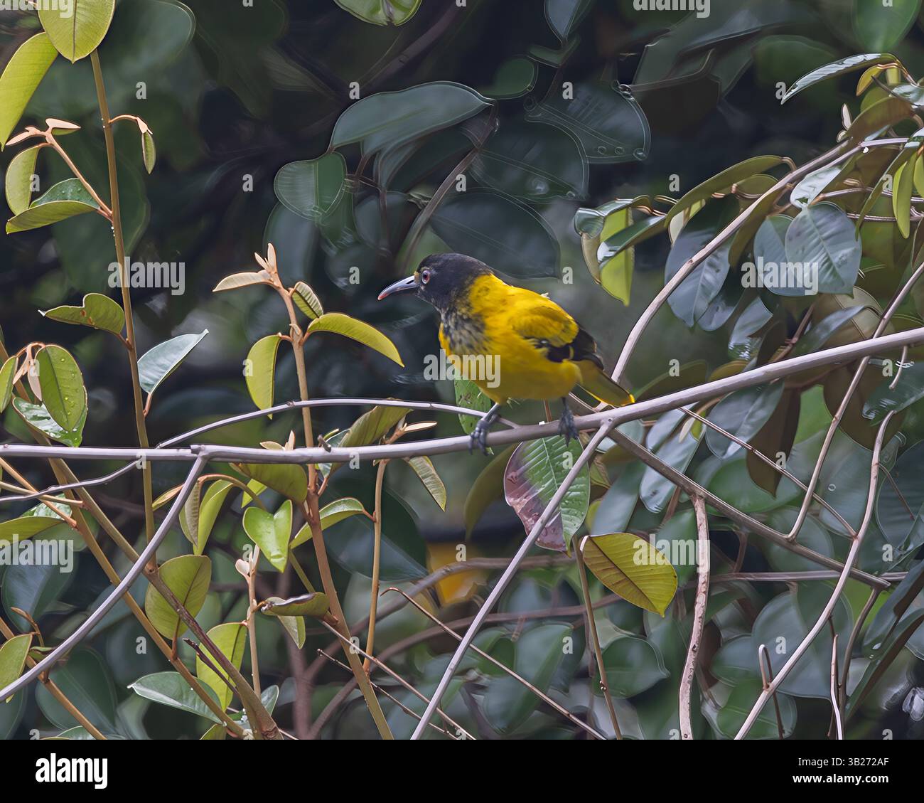 Black hooded oriole in hi-res stock photography and images - Alamy