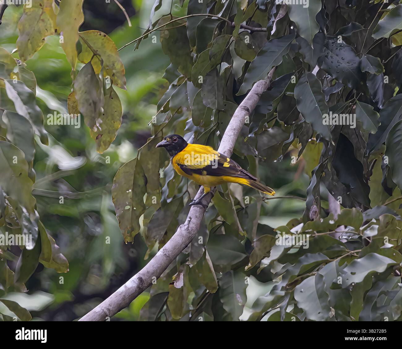 A black-hooded oriole in Sri Lanka Stock Photo - Alamy