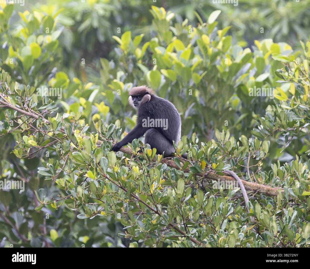Purple-faced langur monkeys in Sri Lanka Stock Photo - Alamy