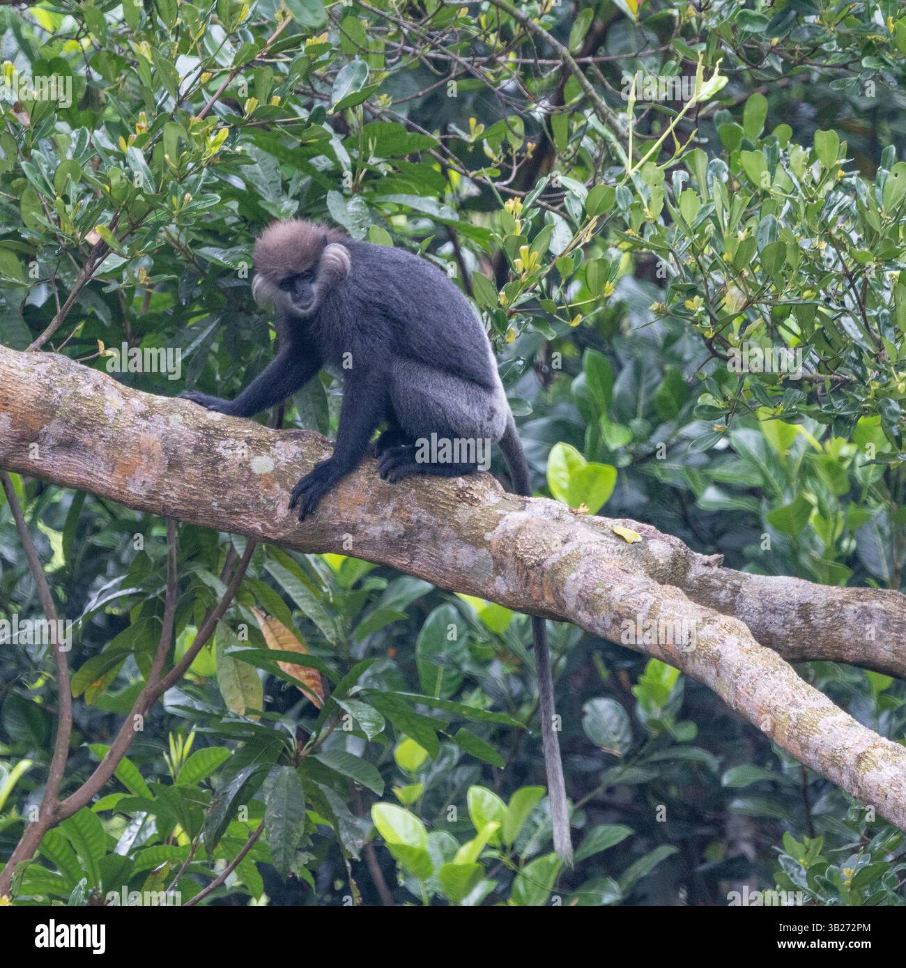 Purple-faced langur monkeys in Sri Lanka Stock Photo - Alamy