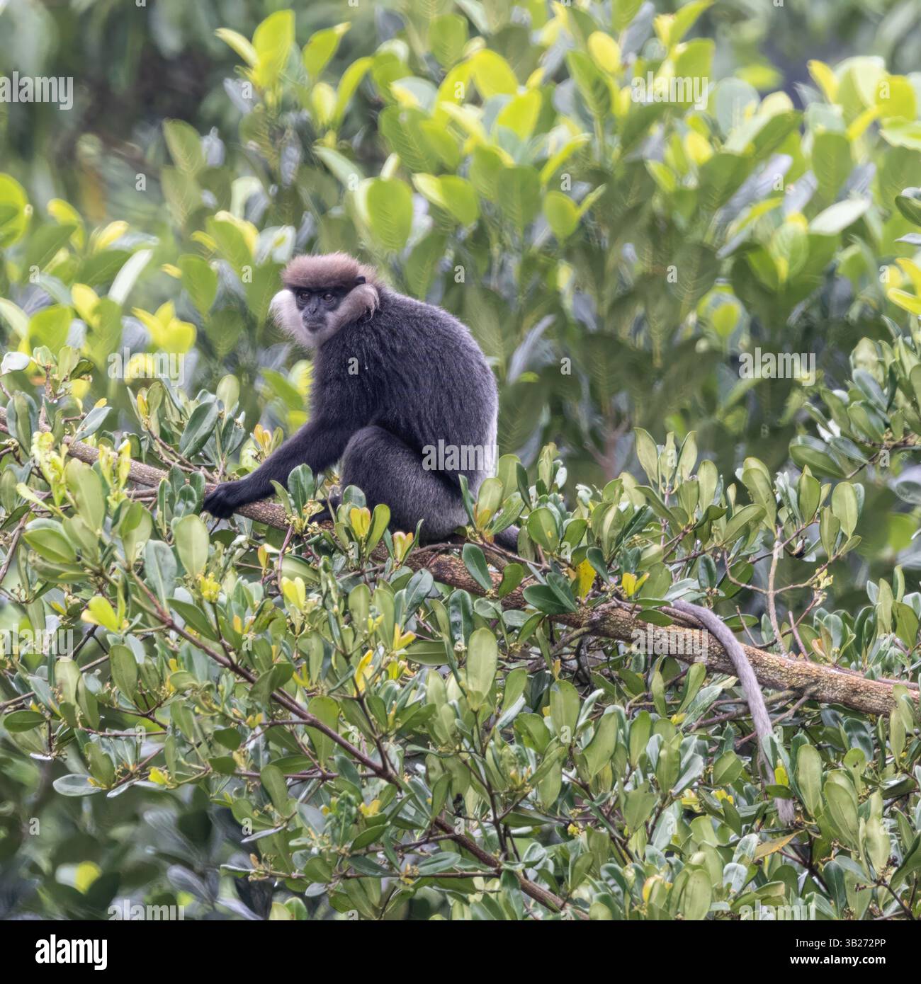 Purple-faced langur monkeys in Sri Lanka Stock Photo - Alamy