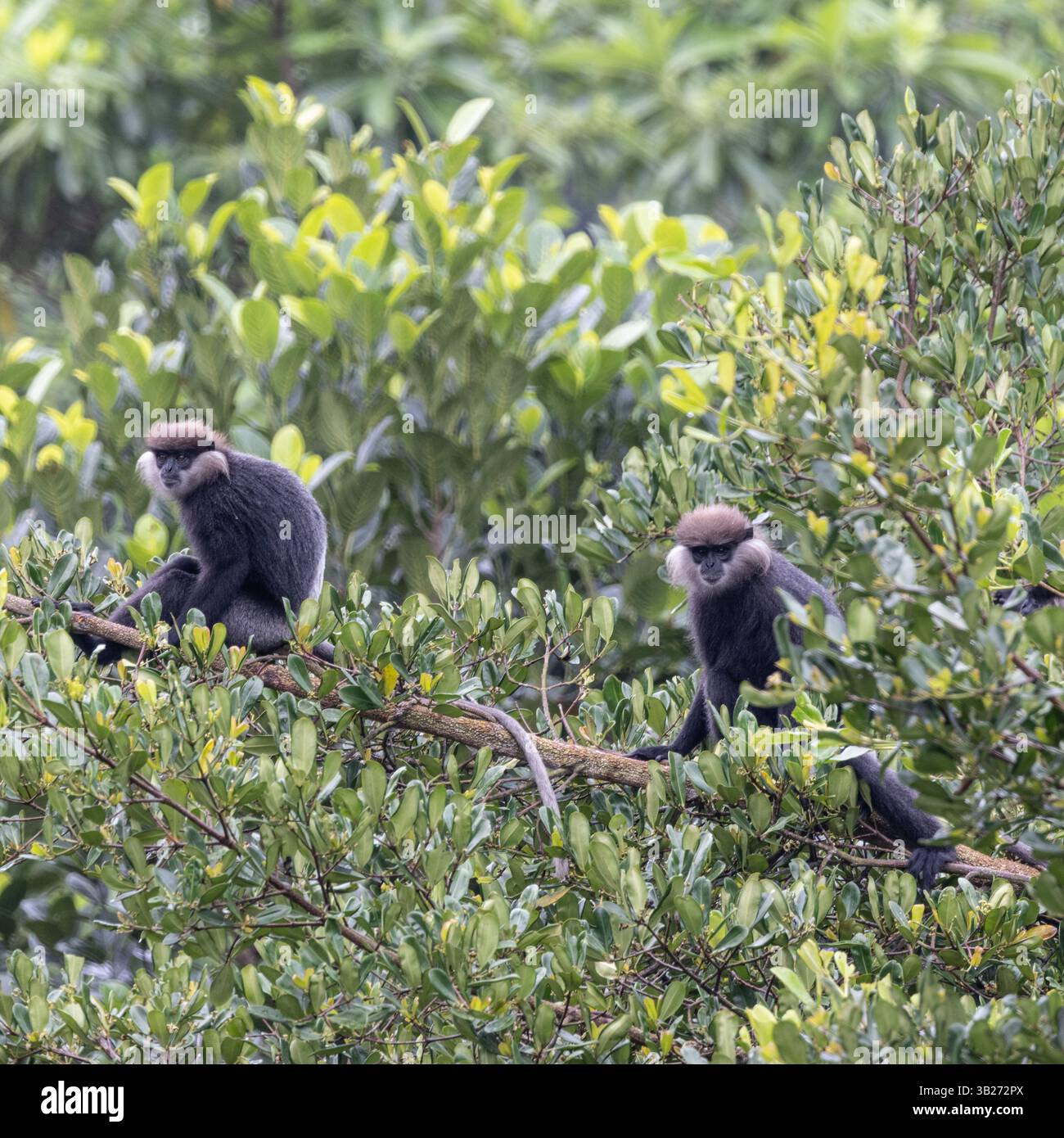 Purple-faced langur monkeys in Sri Lanka Stock Photo - Alamy