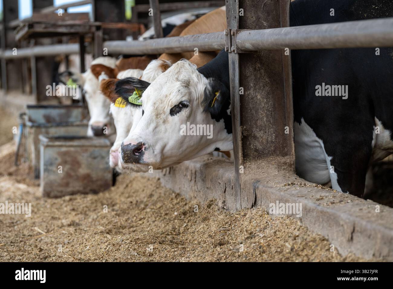 Cattle feeding on maize silage mix from behind feed barriers in a ...
