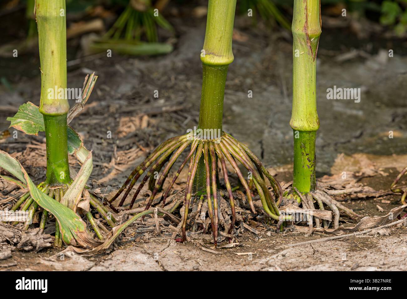 Cornstalk brace root of corn plant in cornfield. Agriscience, agronomy ...