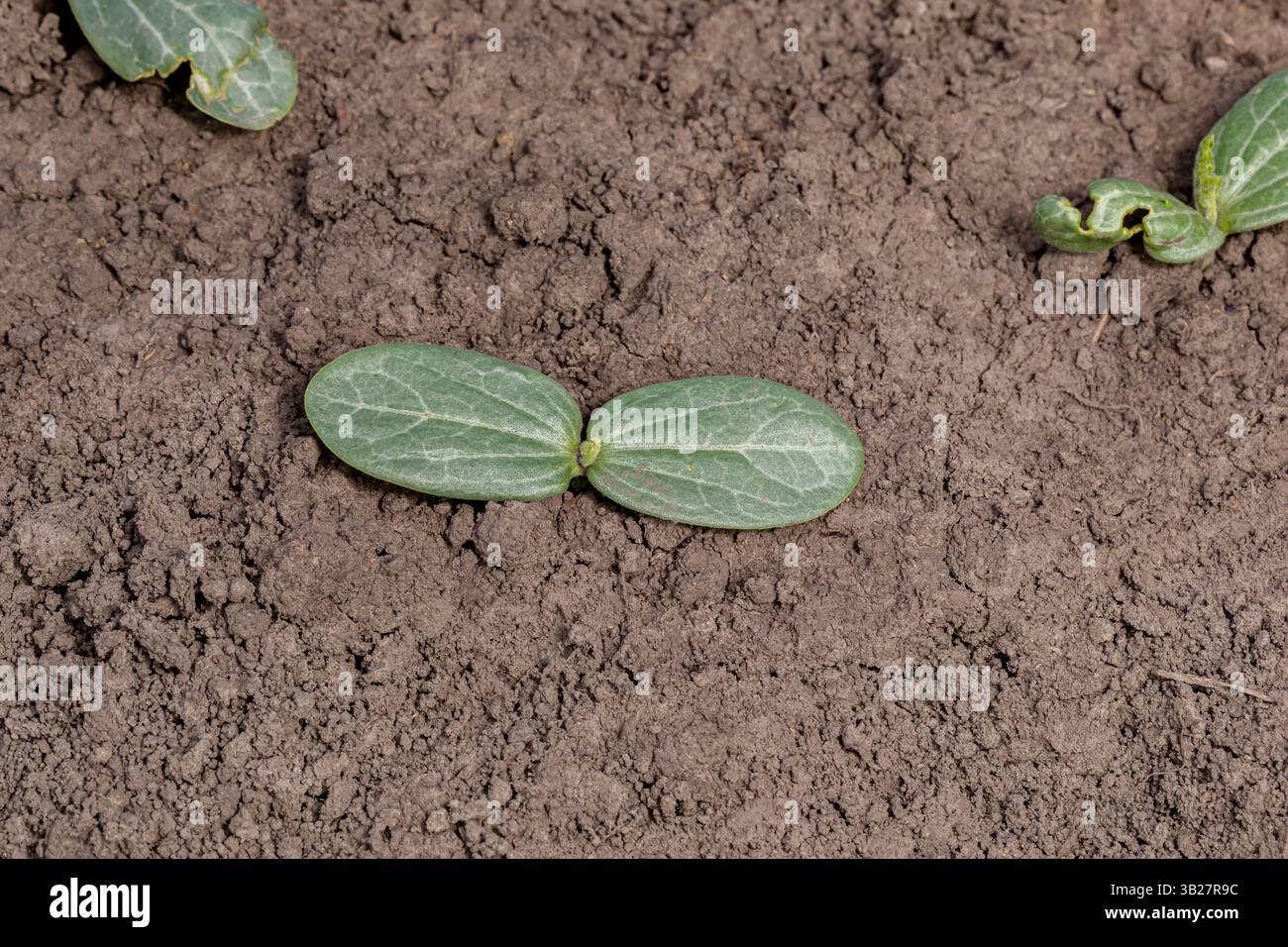 Luffa gourd seedling growing in garden. Gardening, produce farming and ...