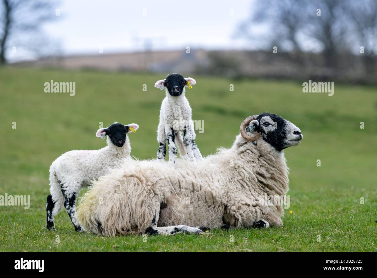 Two playful lambs stand hi-res stock photography and images - Alamy