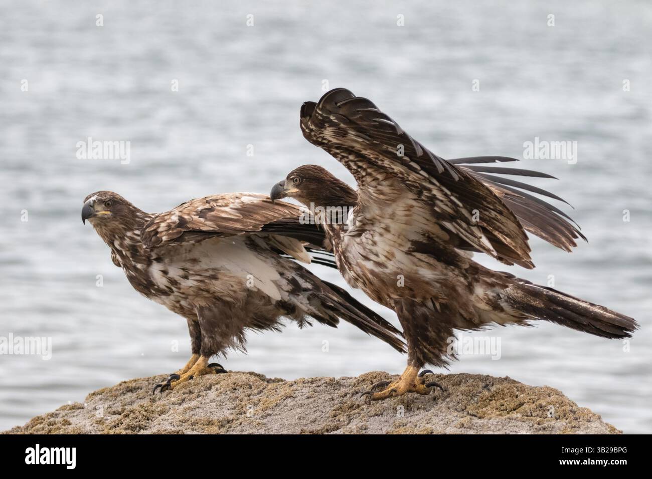 Two juvenile bald eagles after landing on a rock at the beach Stock ...