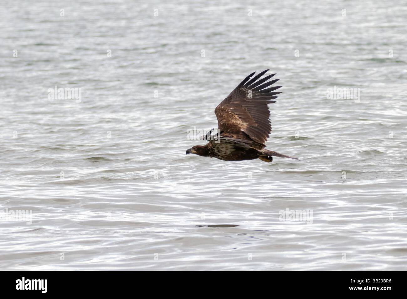 Juvenile bald eagle flying over the ocean at a beach in Alaska Stock ...