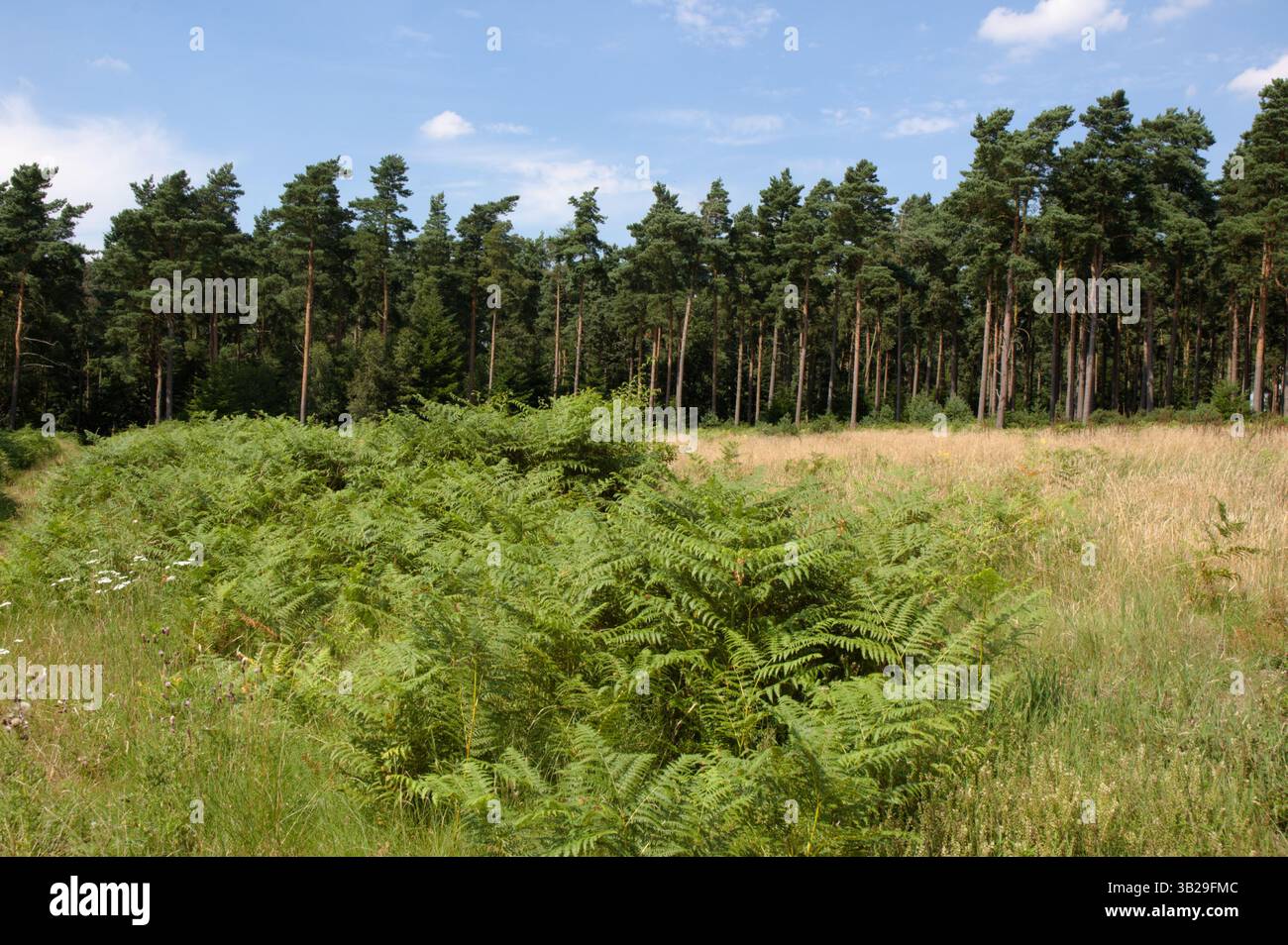 Thetford forest, Norfolk, UK Stock Photo - Alamy