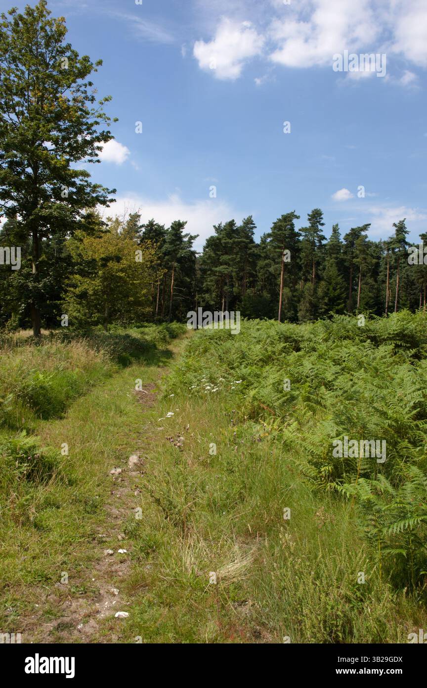 Thetford forest, Norfolk, UK Stock Photo - Alamy