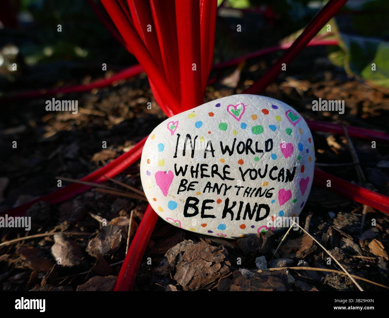 Rhubarb garden vegetable plant with be kind kindness rock Stock Photo ...