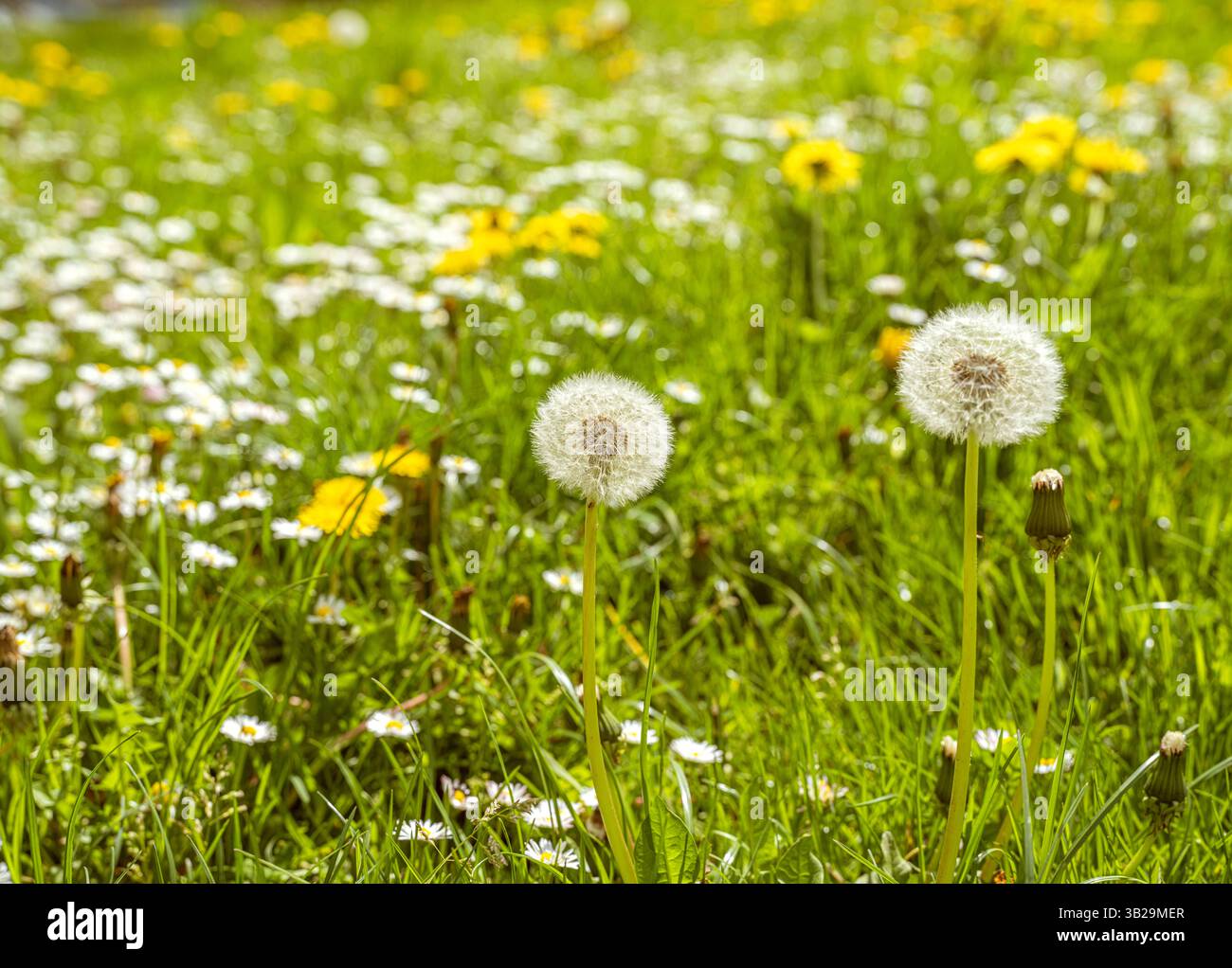 Löwenzahn Taraxacum, Pusteblumen, Gänseblümchen Bellis perennis auf ...
