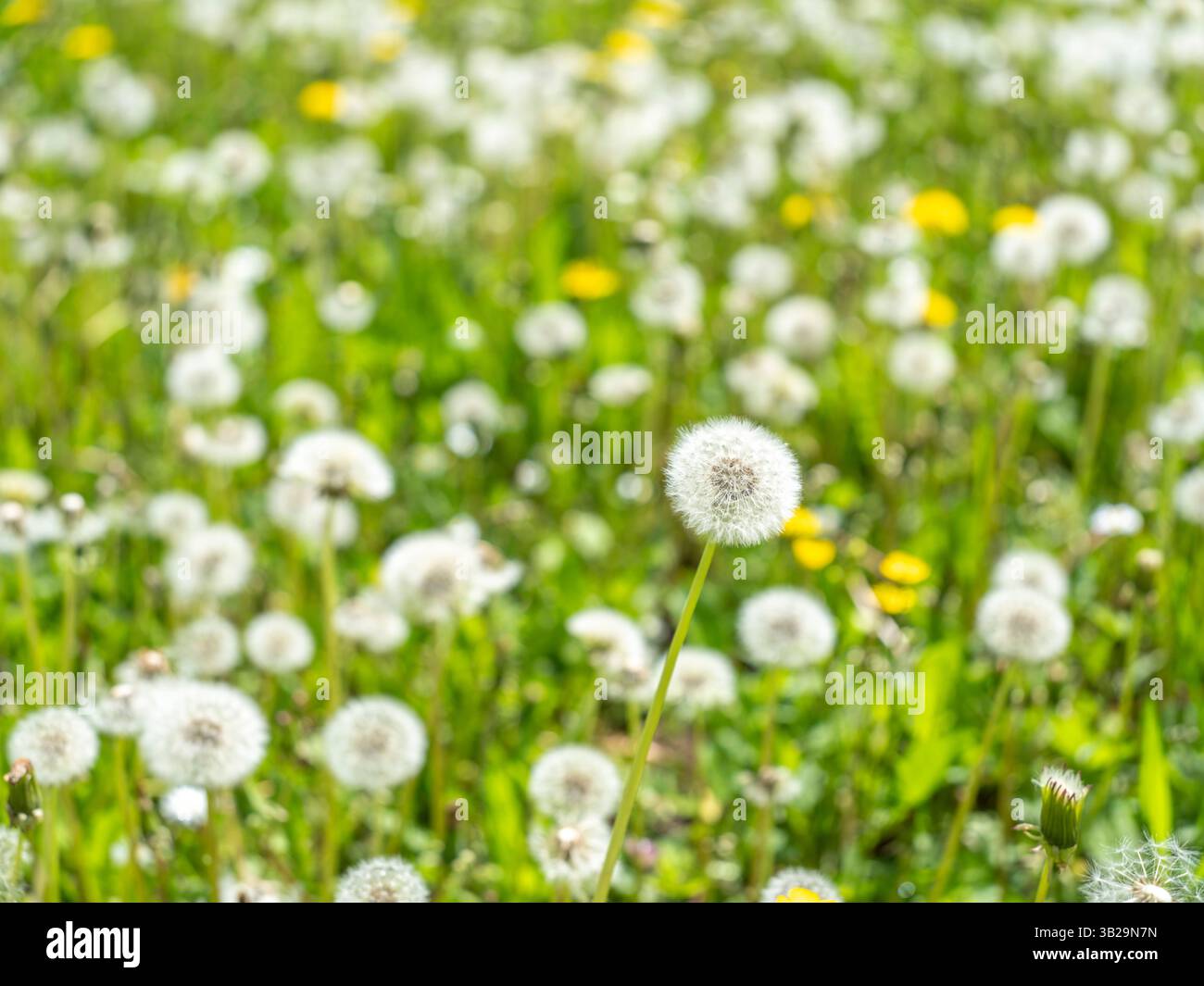 Löwenzahn Taraxacum, Pusteblumen, Gänseblümchen Bellis perennis auf ...