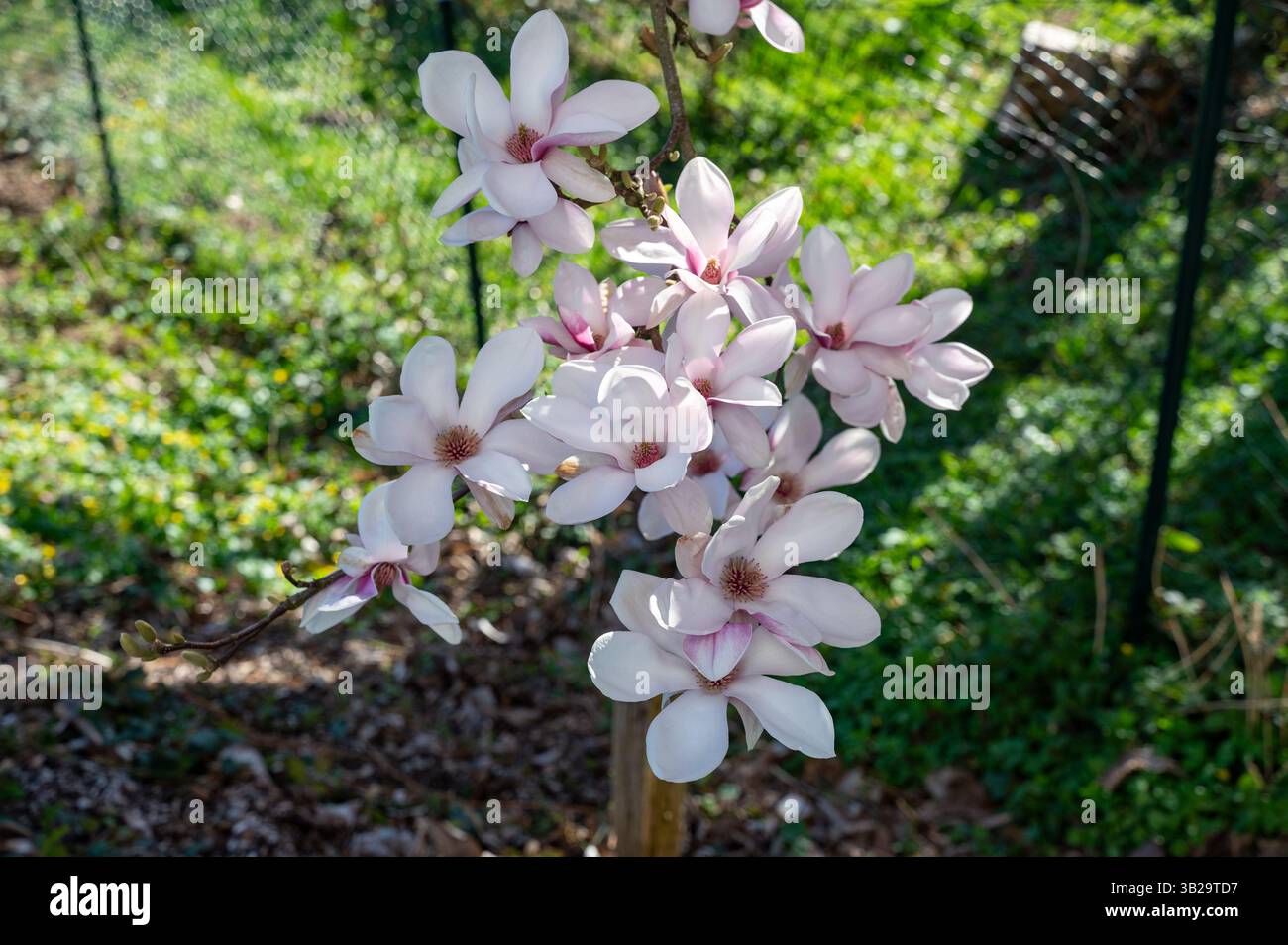Magnolia blossoms on the branches of a tree in the garden, with a chain ...
