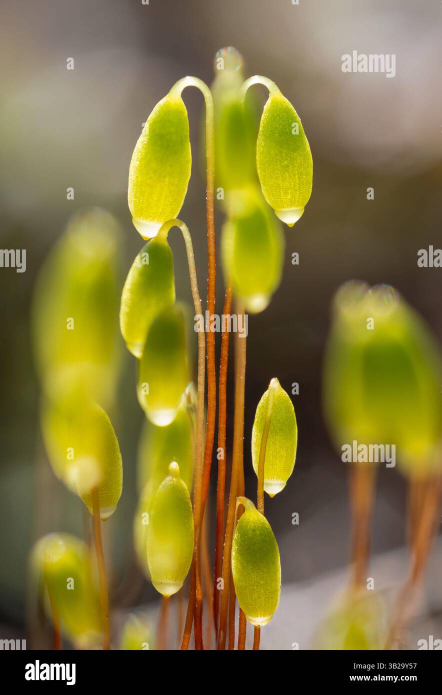 Thread moss hi-res stock photography and images - Alamy
