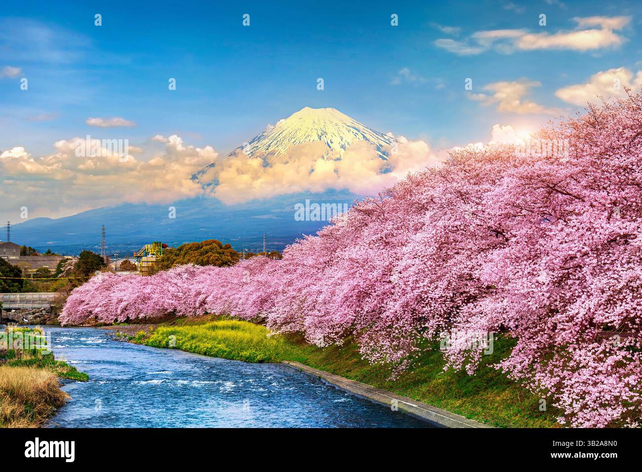 Fuji mountains and cherry blossoms at sunset, Shizuoka in Japan Stock ...
