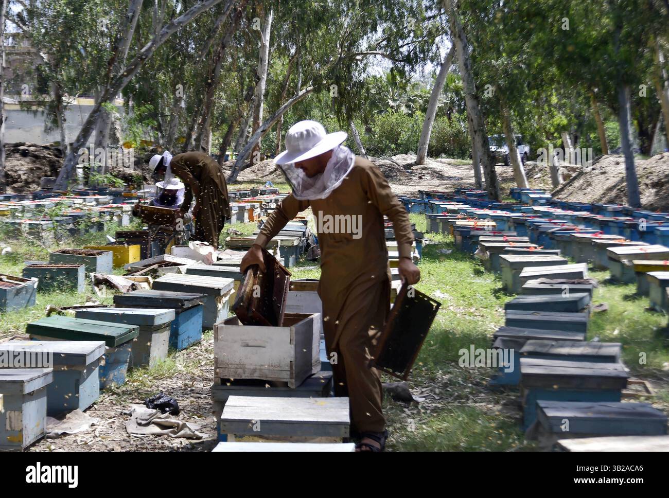 (250427) -- PESHAWAR , April 27, 2025 (Xinhua) -- Beekeepers work at a ...
