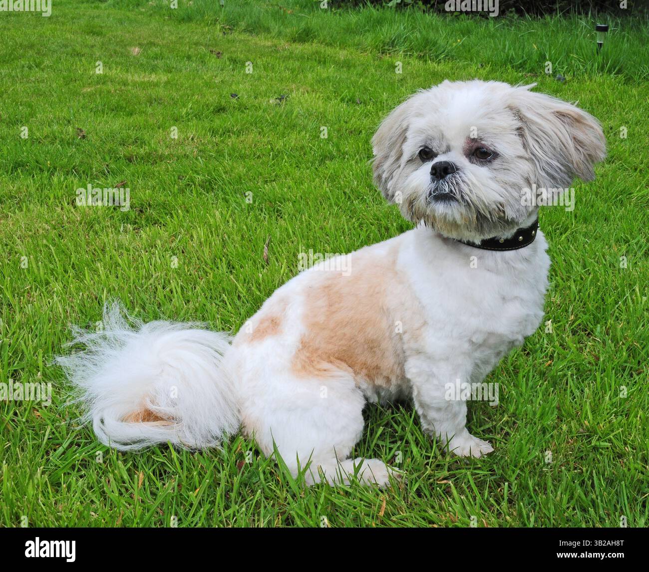 Clipped bed hi-res stock photography and images - Alamy